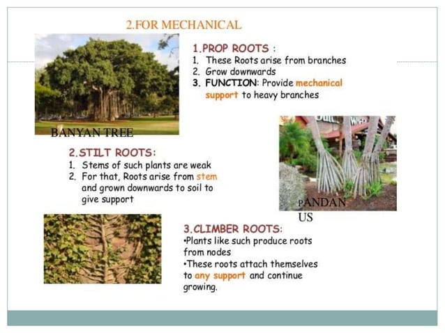 Types of Roots and plant classification | PPT