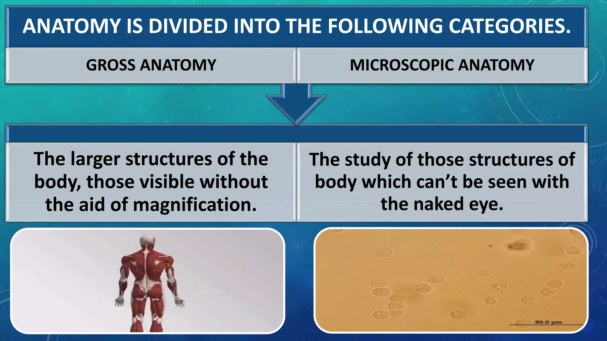 XI Fundamentals of Anatomy, Physiology in Sports.pptx