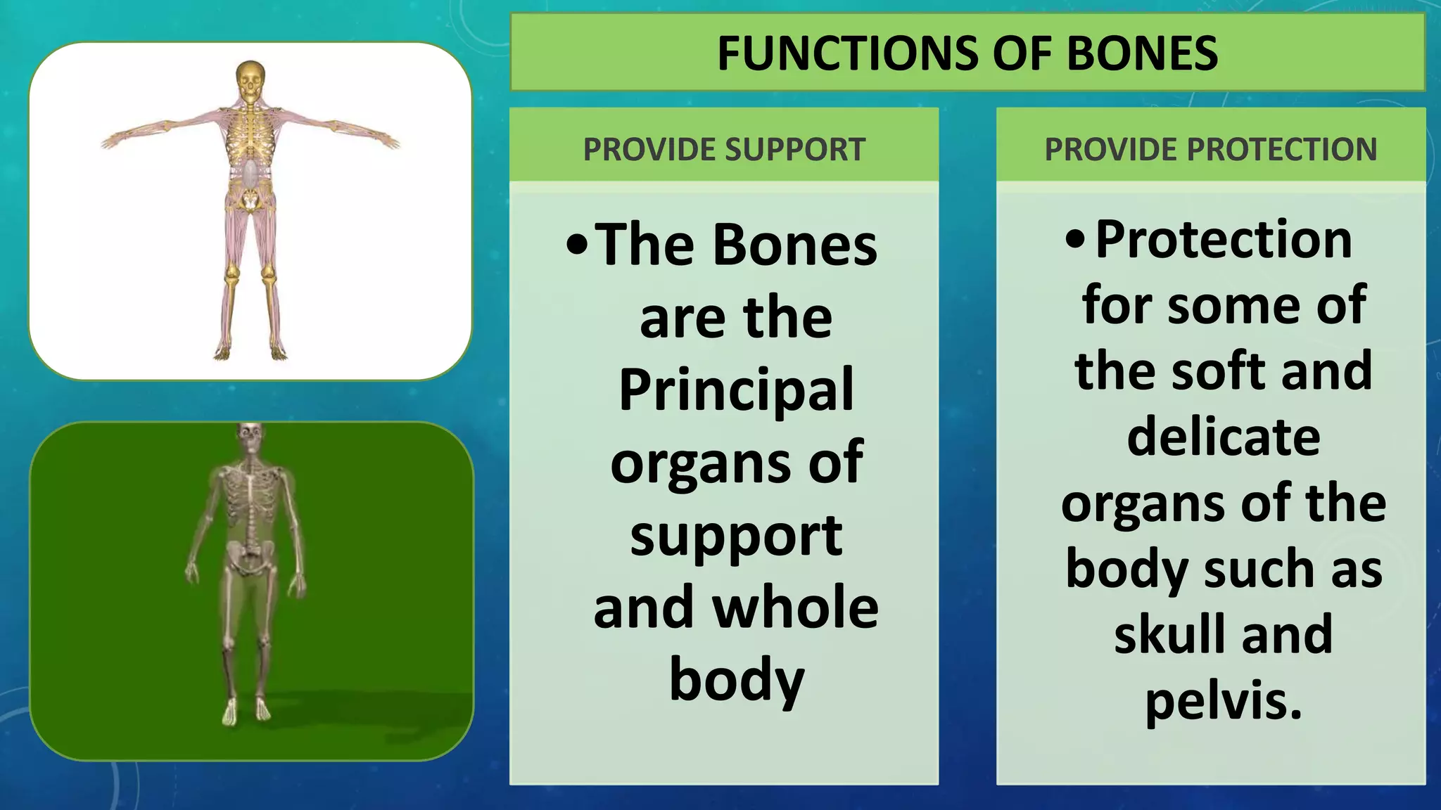XI Fundamentals of Anatomy, Physiology in Sports.pptx