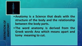 XI Fundamentals of Anatomy, Physiology in Sports.pptx