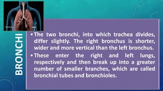 XI Fundamentals of Anatomy, Physiology in Sports.pptx