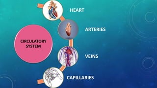 XI Fundamentals of Anatomy, Physiology in Sports.pptx