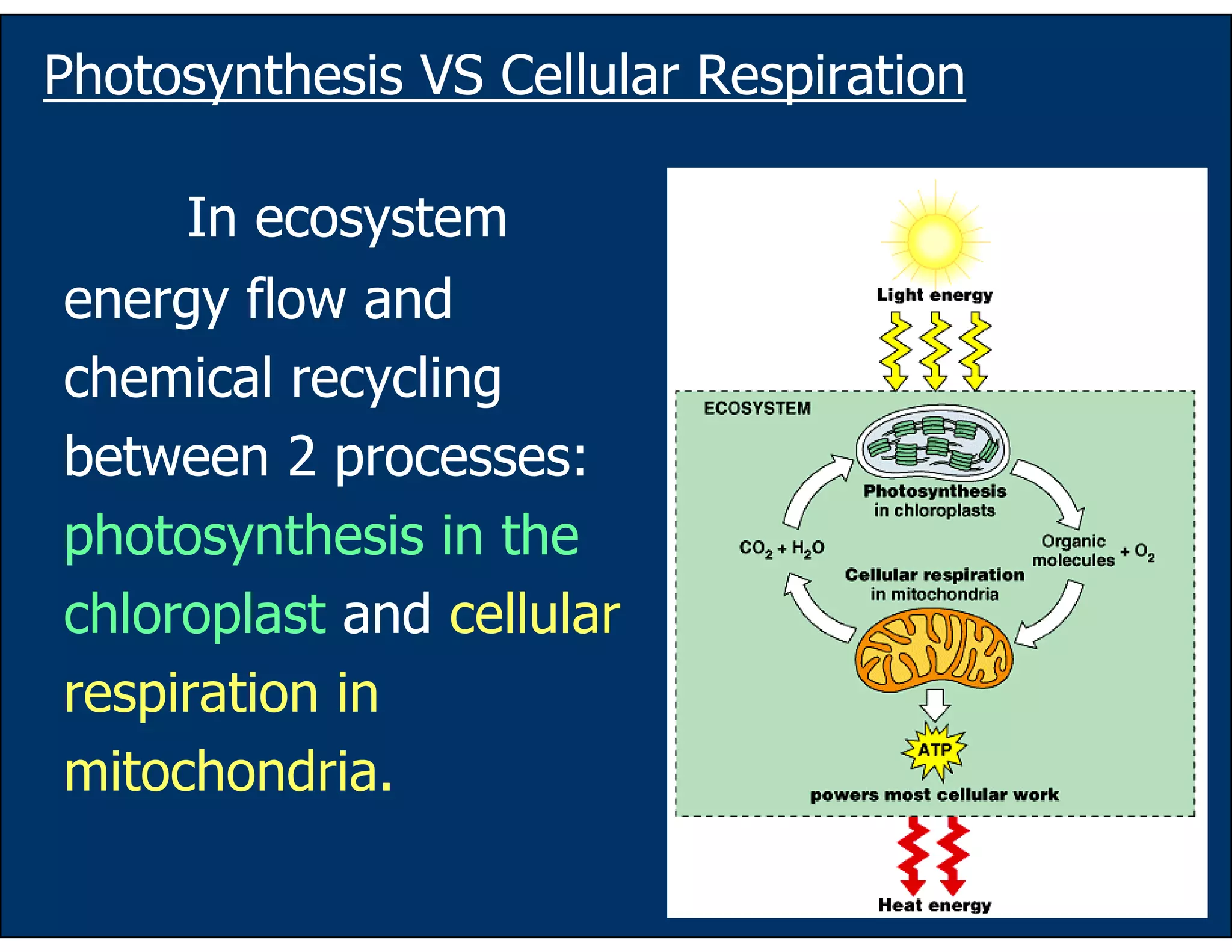 ชีววิทยาเรื่อง การหายใจระดับเซลล์ cellular respiration | PDF