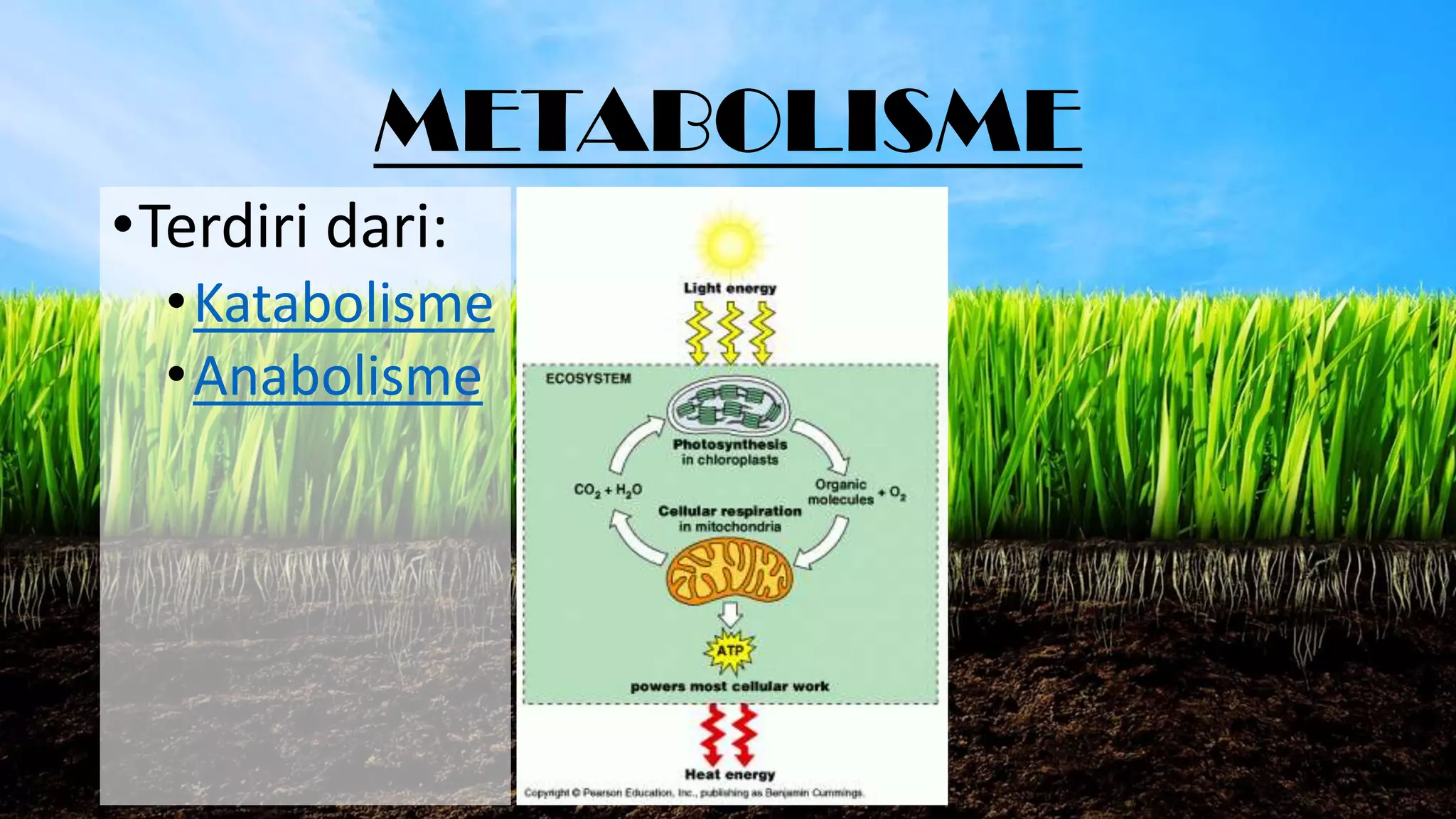 Bab 2 enzim dan metabolisme 1617 | PPT