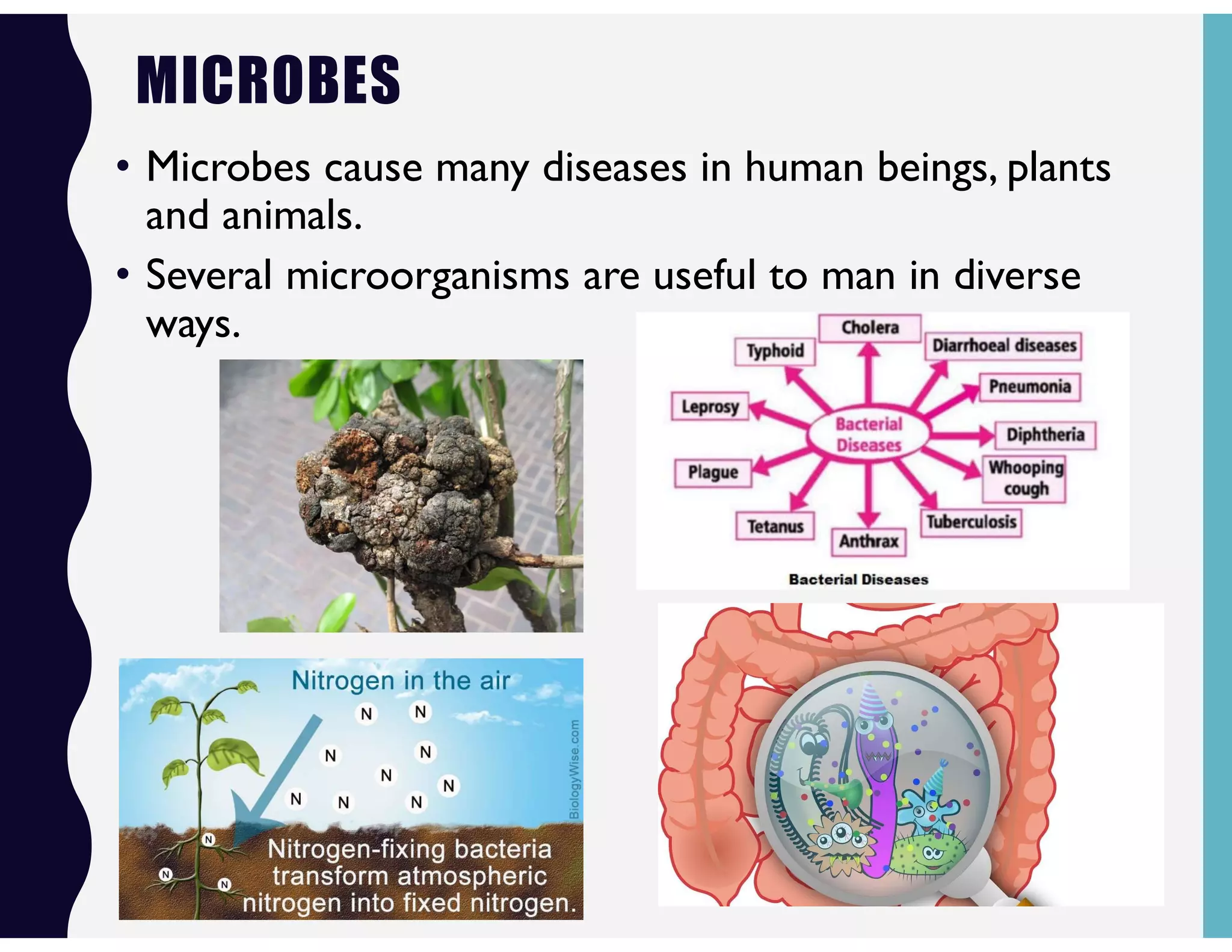 XII bio microbes in human welfare complete | PDF