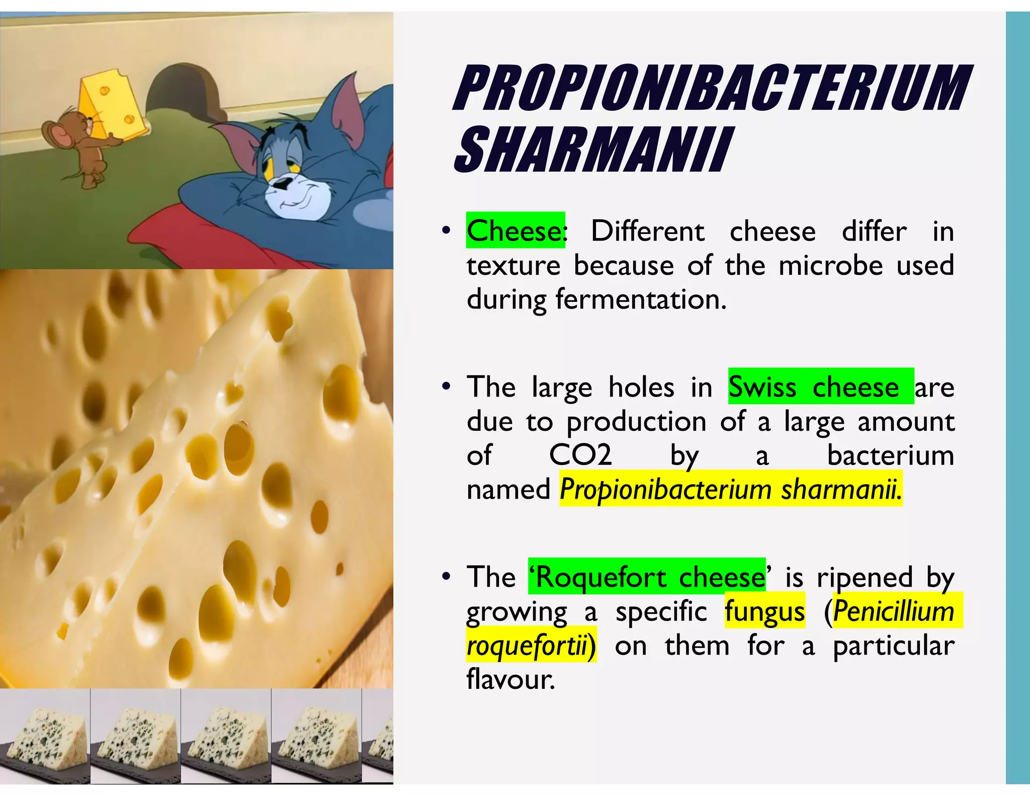XII bio microbes in human welfare complete | PDF