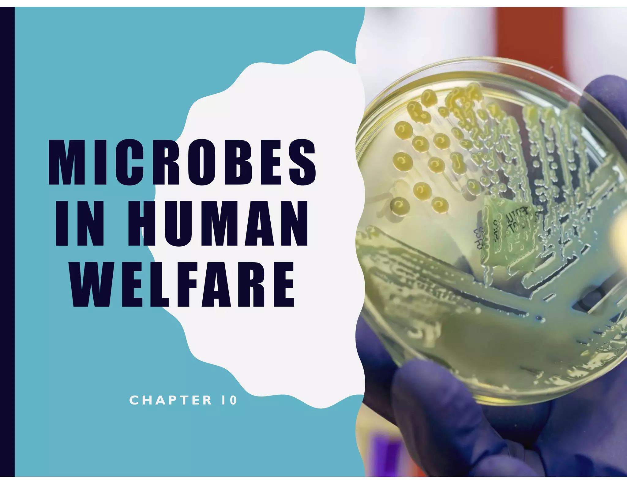 XII bio microbes in human welfare complete | PDF