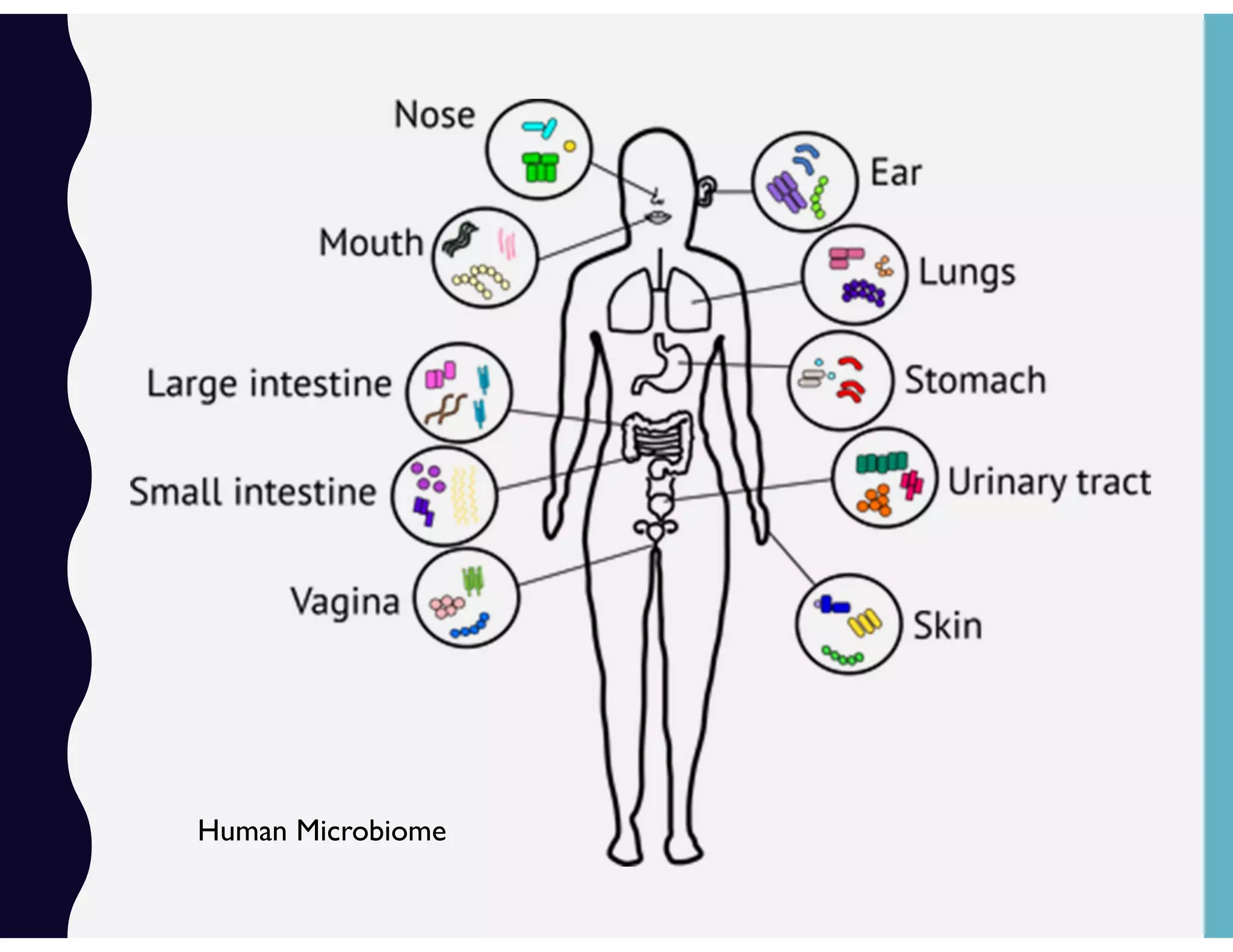 XII bio microbes in human welfare complete | PDF