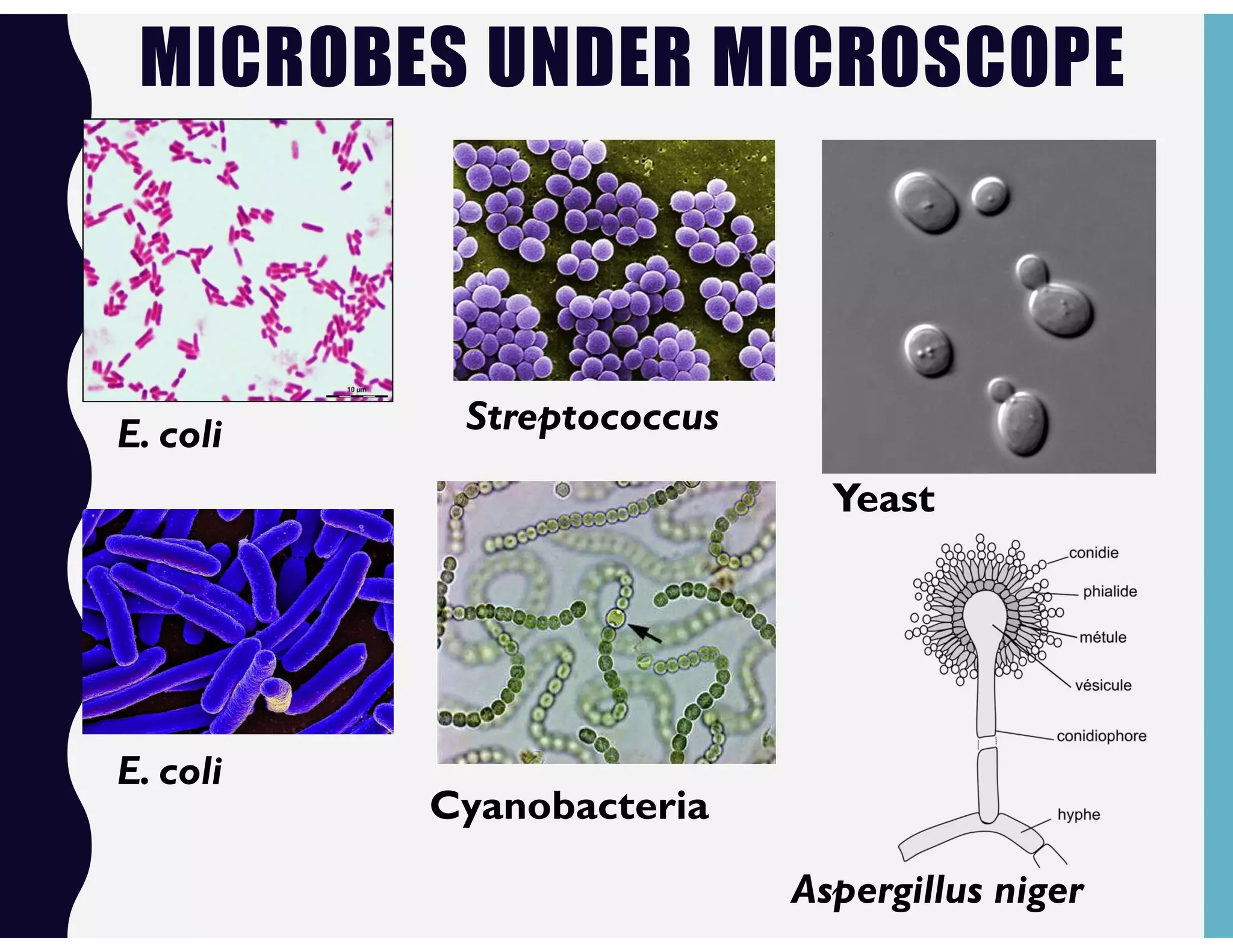 XII bio microbes in human welfare complete | PDF