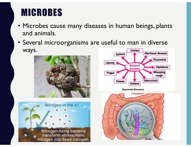 XII bio microbes in human welfare complete | PDF