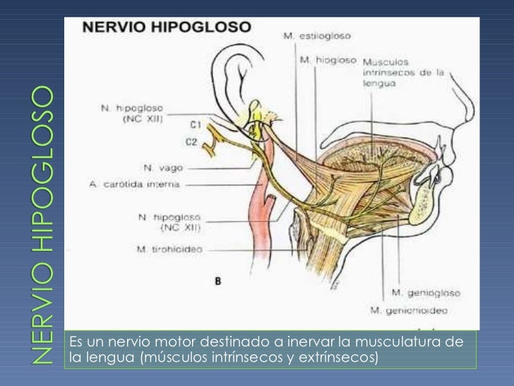 Nervio Hipogloso