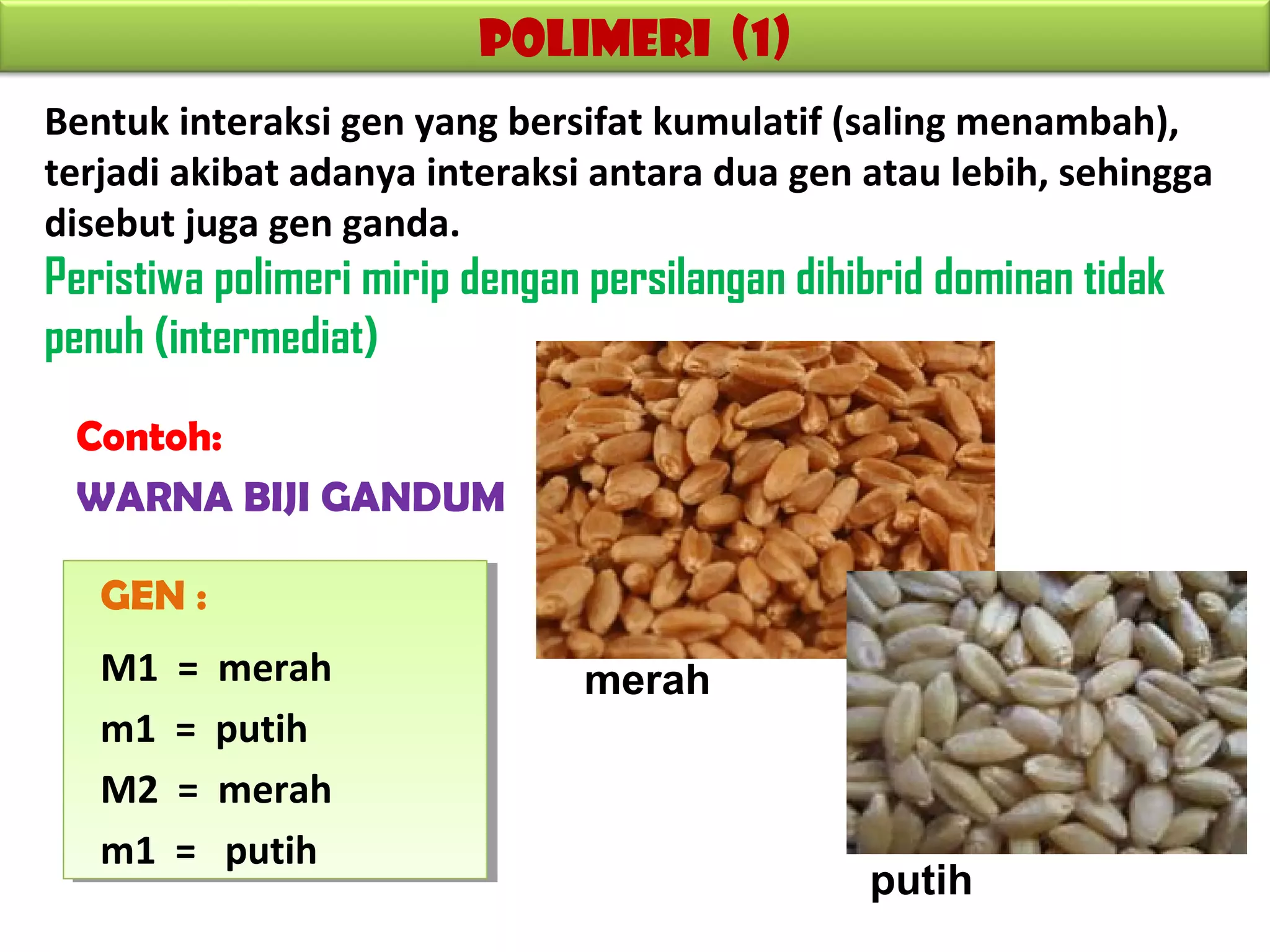 Biologi XII SMA - Semu Mendel | PPT