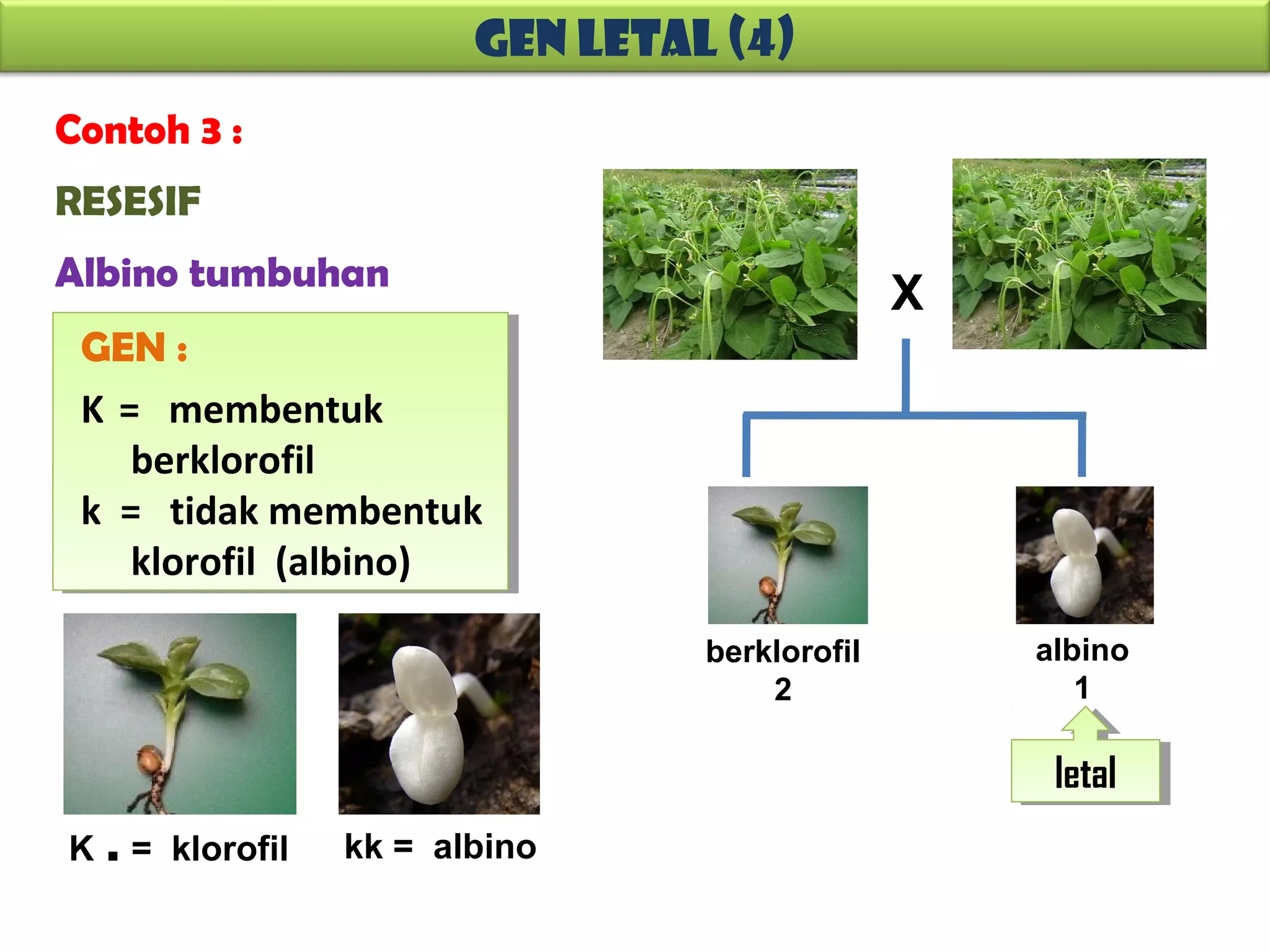 Biologi XII SMA - Semu Mendel | PPT