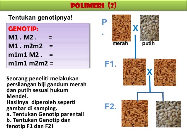 Biologi XII SMA - Semu Mendel