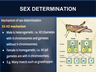 XII Sex Determination | PDF