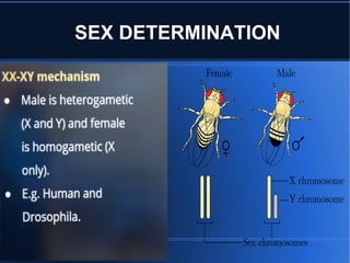XII Sex Determination | PDF