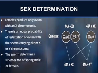 XII Sex Determination | PDF