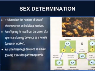 XII Sex Determination | PDF