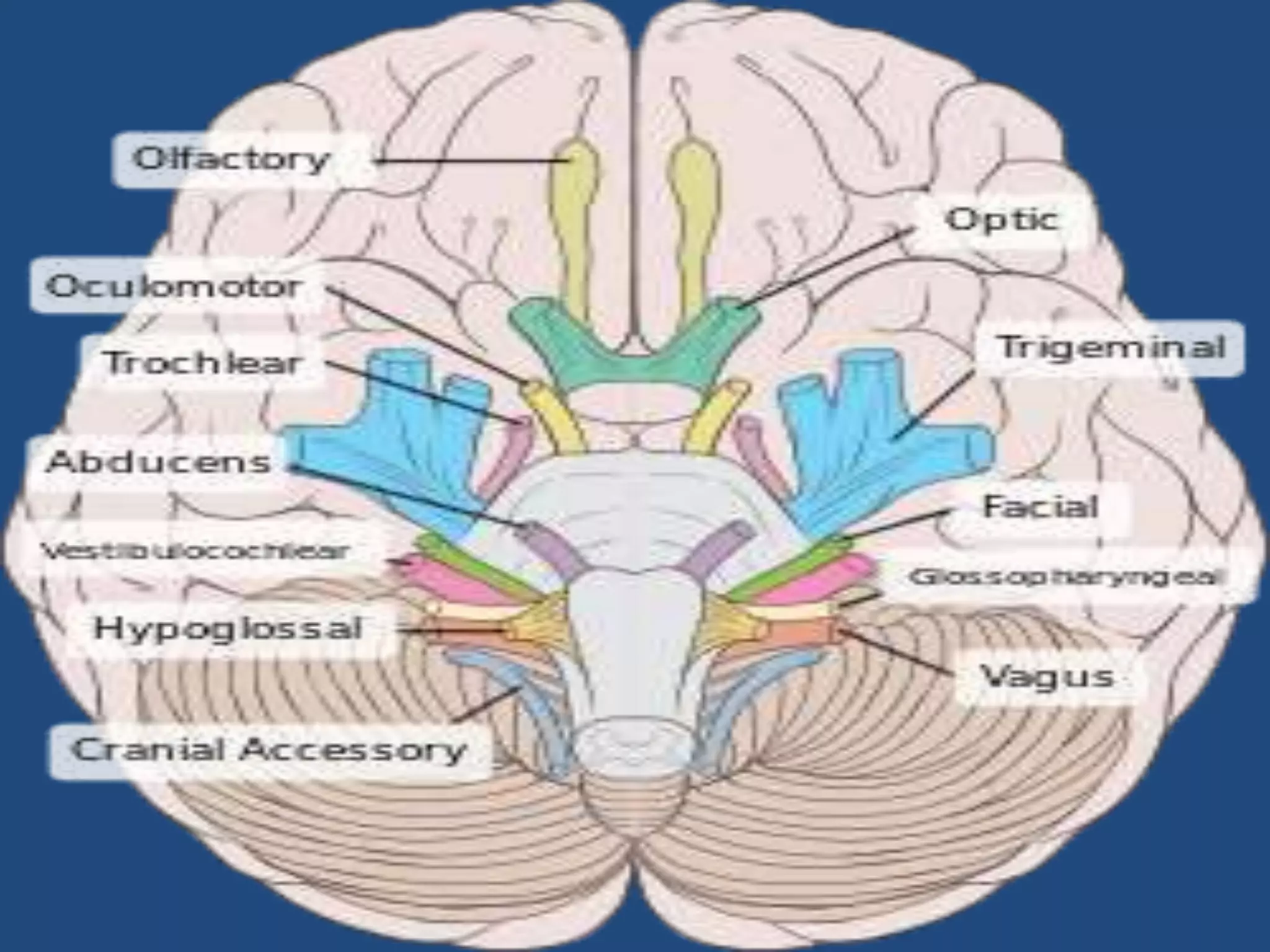 HYPOGLOSSAL NERVE | PPTX