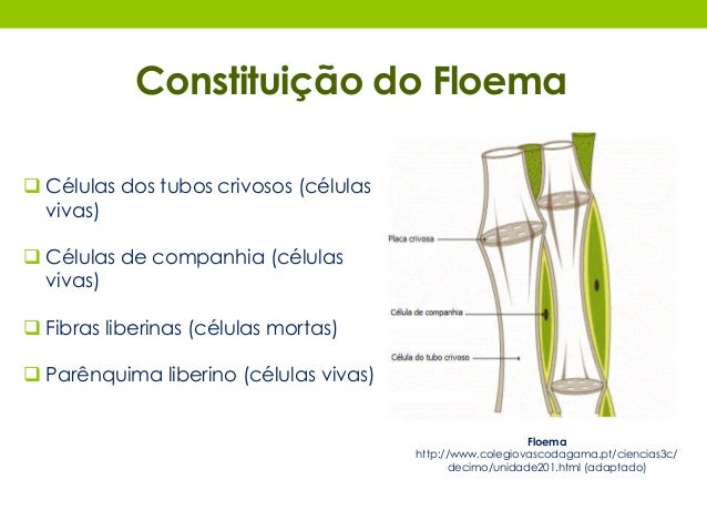 Xilema e floema