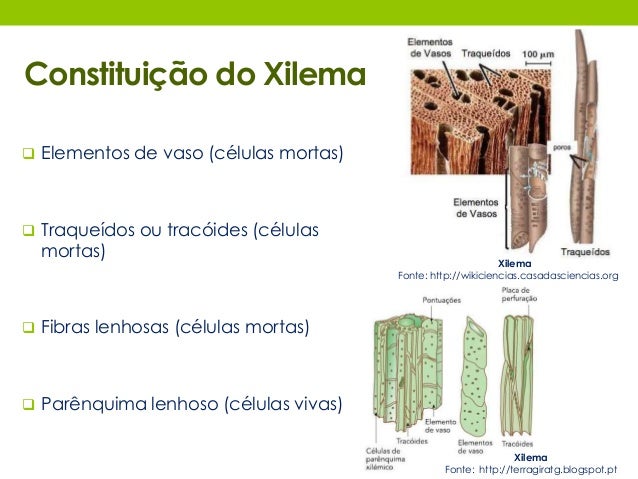 Xilema e floema