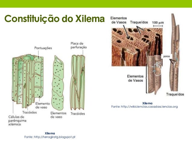 Xilema e floema