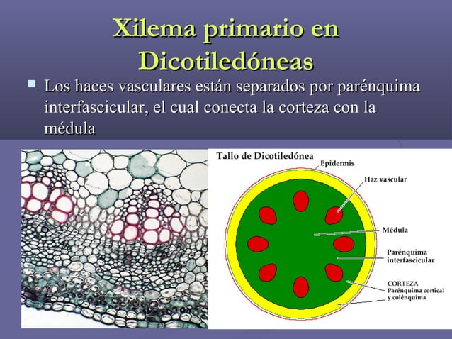 Xilema y floema | PPT