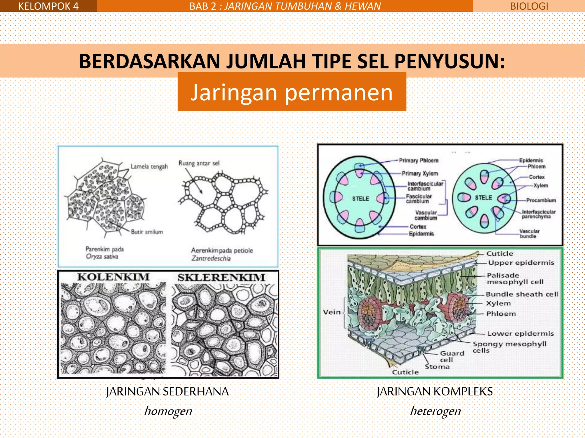 11 MIPA 4 - Bab 2 - jaringan tumbuhan dan jaringan hewan | PPTX