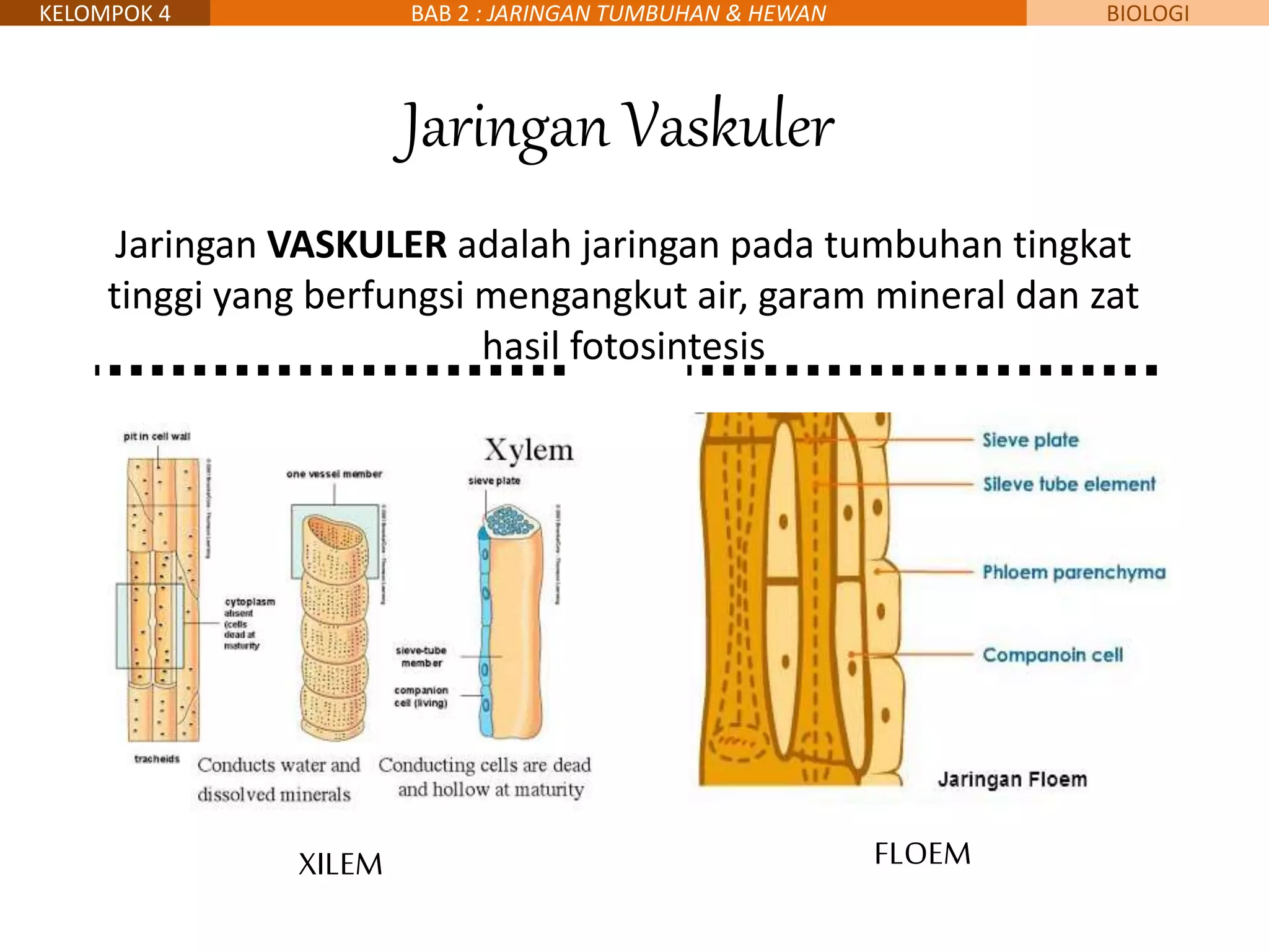 11 MIPA 4 - Bab 2 - jaringan tumbuhan dan jaringan hewan | PPTX