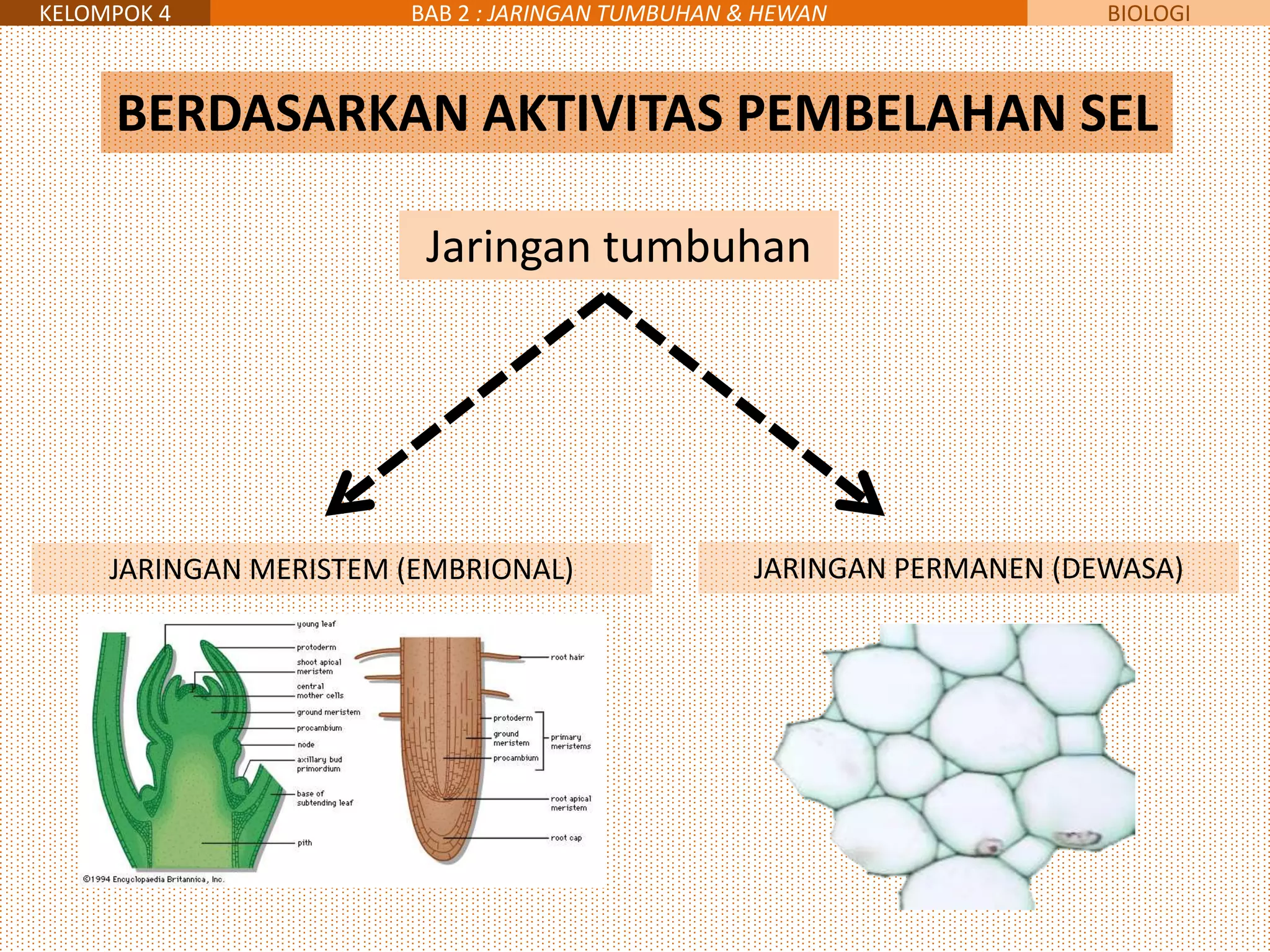 11 MIPA 4 - Bab 2 - jaringan tumbuhan dan jaringan hewan | PPTX