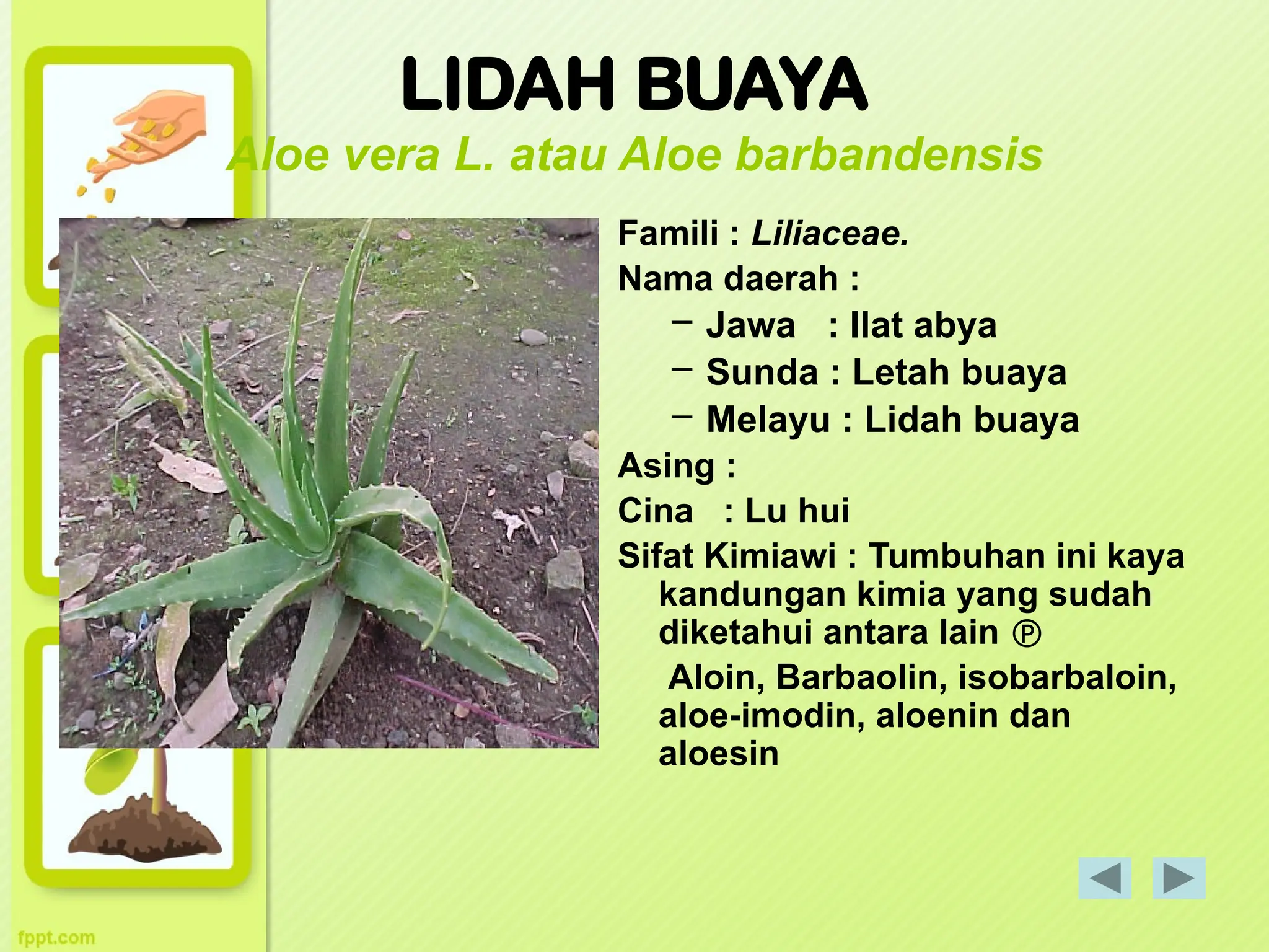 Lidah buaya untuk dijadikan tanaman obat | PPTX