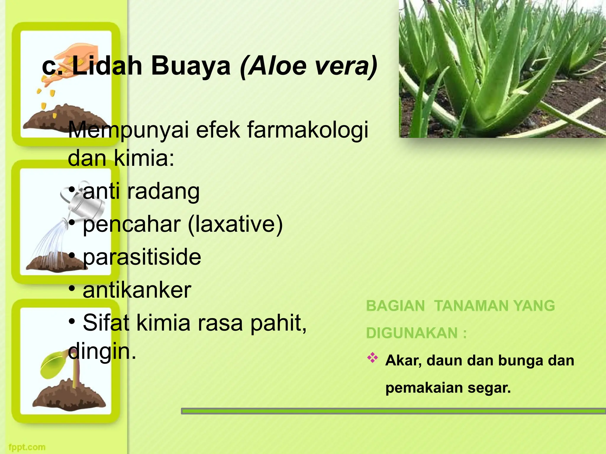 Lidah buaya untuk dijadikan tanaman obat | PPTX