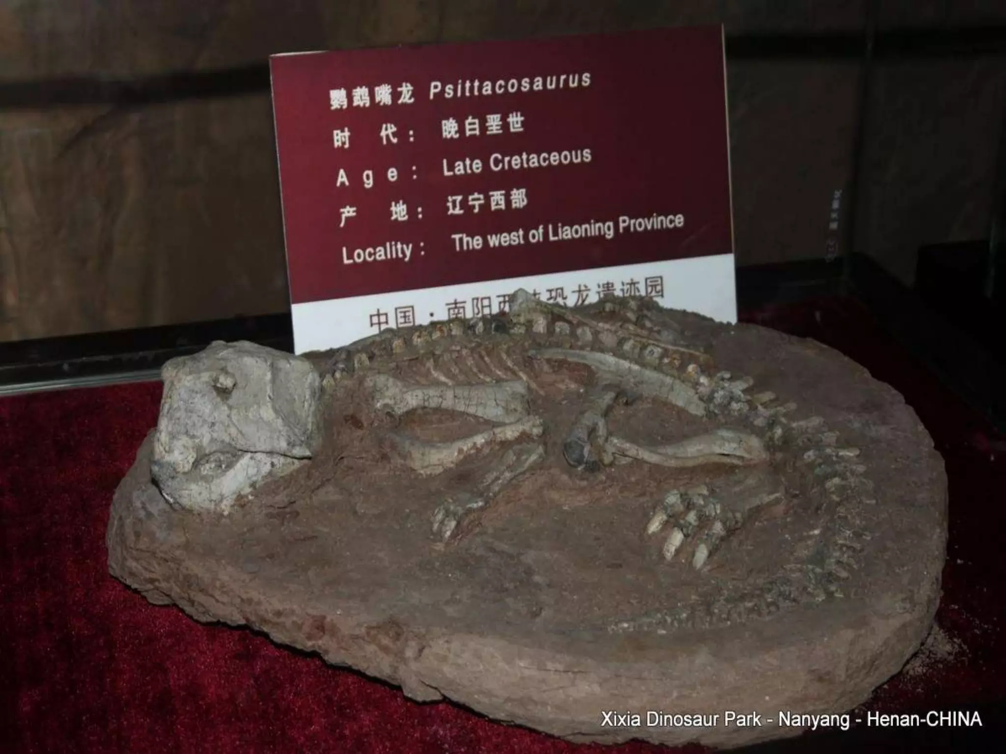 XIXIA dinosaur park- Nanyang -Henan-CHINA | PPSX