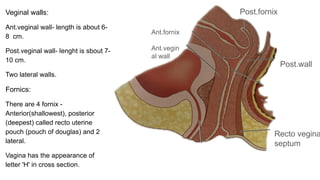 Anatomy_ of_Female_ pelvic_ organs.pptx. | PPTX