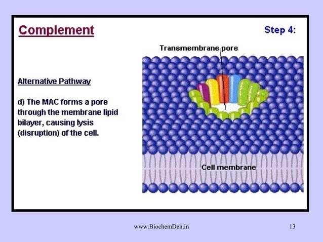Immunology: Complememt system and its types, Mechanism | PPT