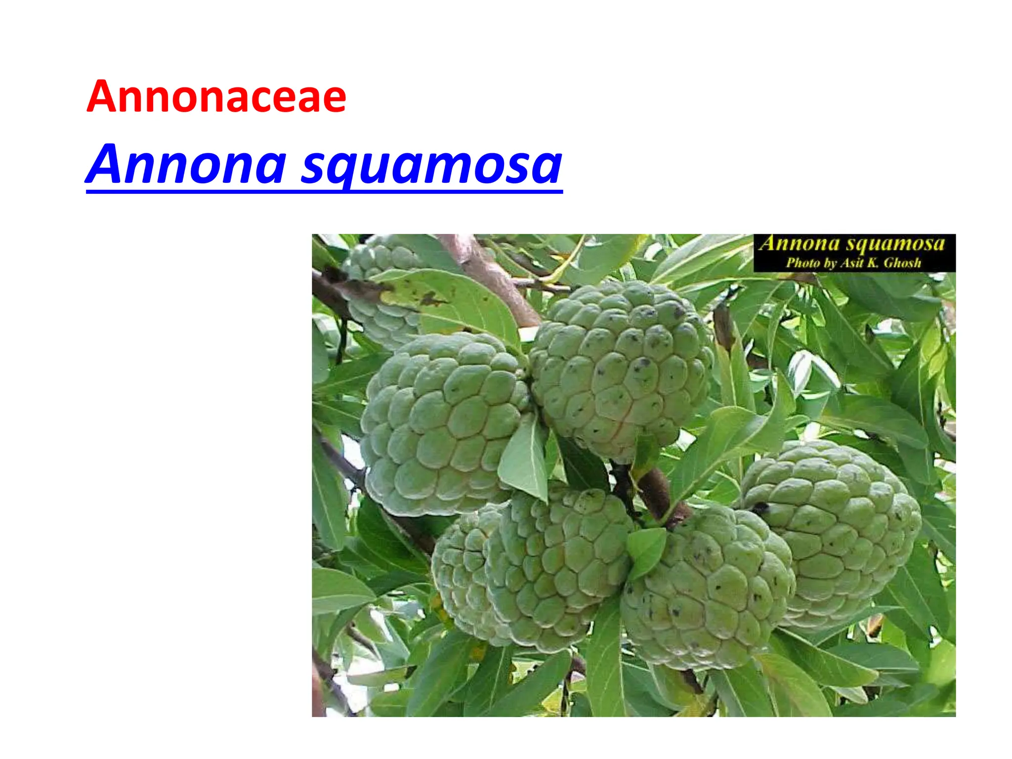 Family of flowers taxonomy __botany.pptx