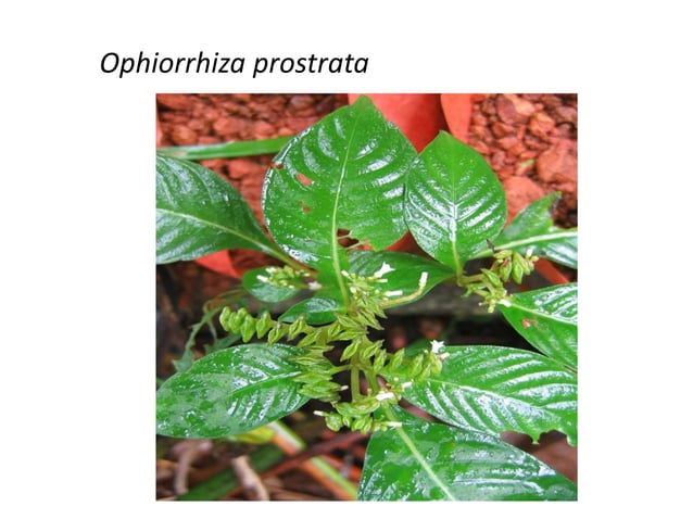 Family of flowers taxonomy __botany.pptx