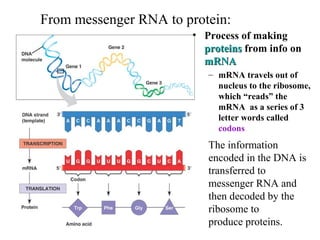 Dna Transcription And Translation Flowchart