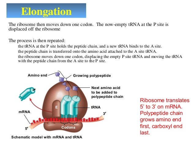 Elongation Biology