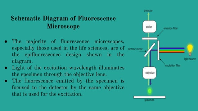 Fluorescence Microscopy | PPTX
