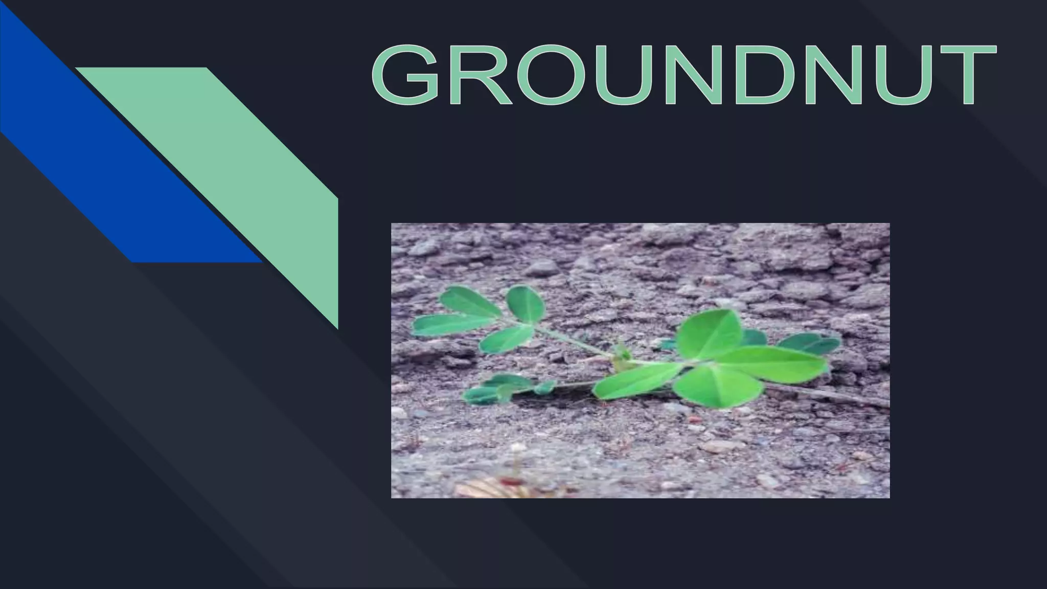 PRODUCTION TECHNOLOGY OF GROUNDNUT | PPTX
