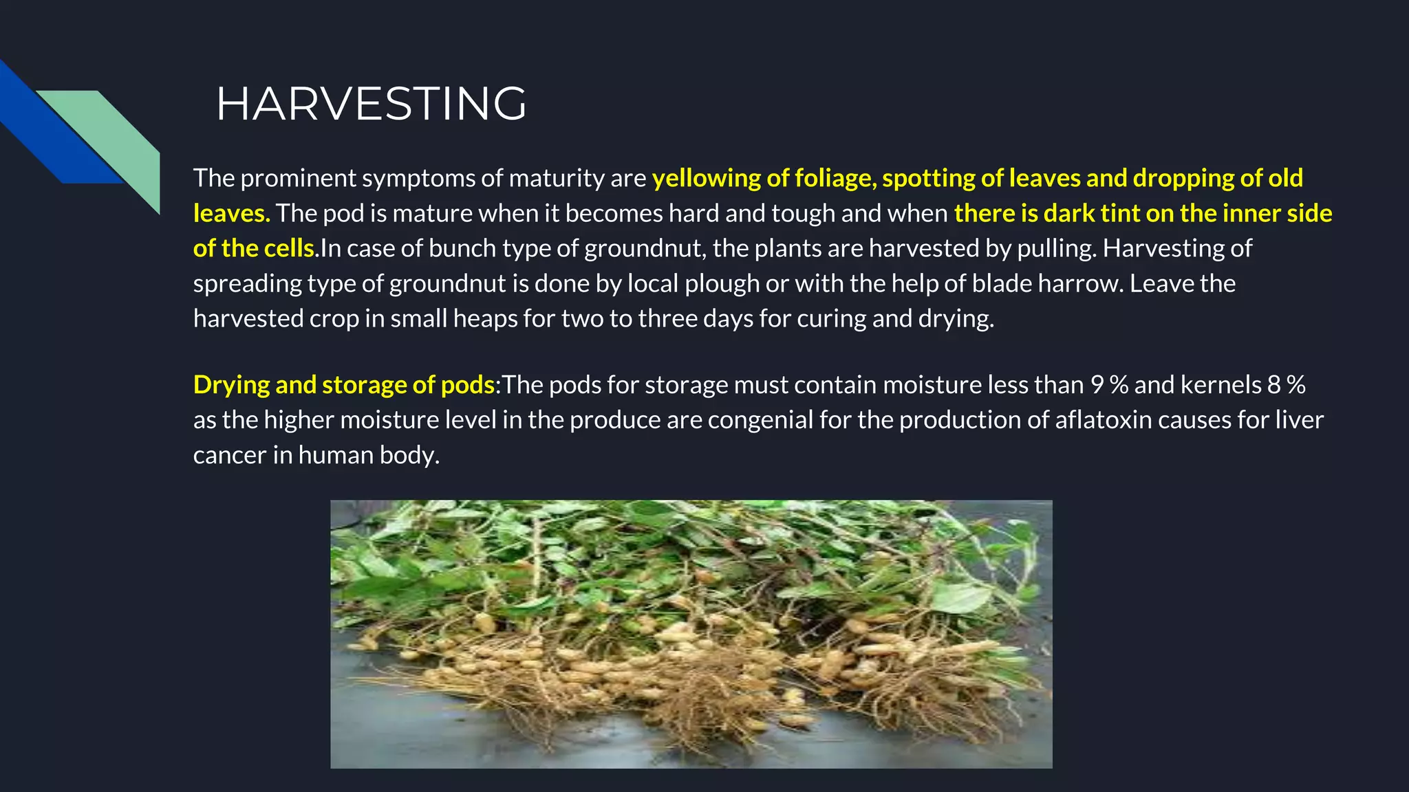 PRODUCTION TECHNOLOGY OF GROUNDNUT | PPTX