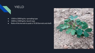 PRODUCTION TECHNOLOGY OF GROUNDNUT | PPTX