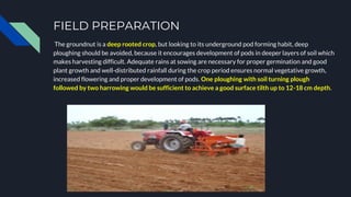 PRODUCTION TECHNOLOGY OF GROUNDNUT | PPTX