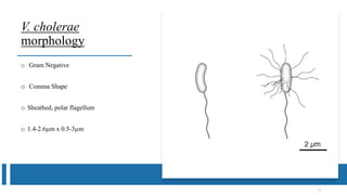 Cholera Disease: A Global Threat and Its Impact (ppt & pdf) | PPTX