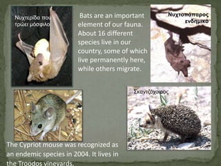 Xlorida panida cyprus(english) | PPT