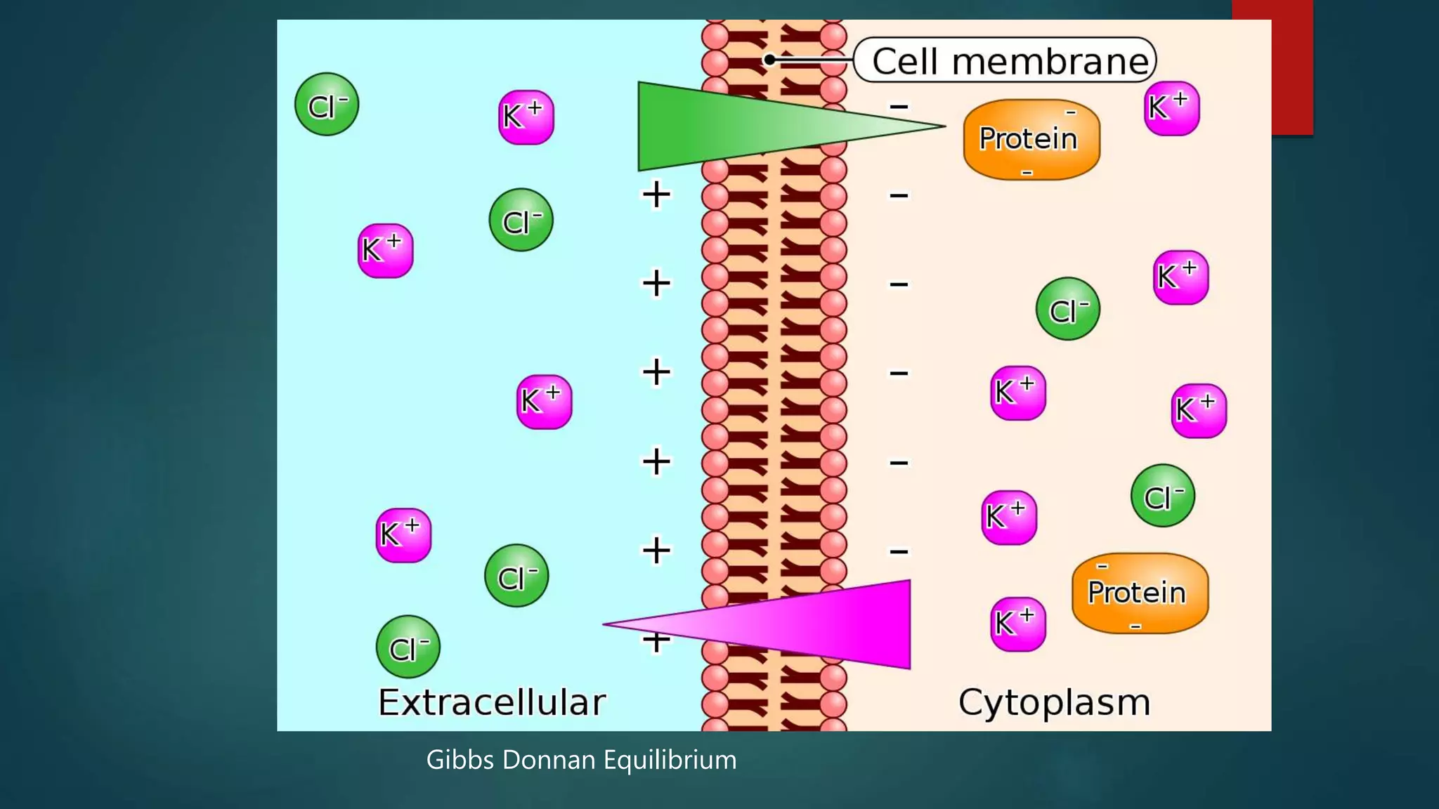 Bacterial transport system | PPTX