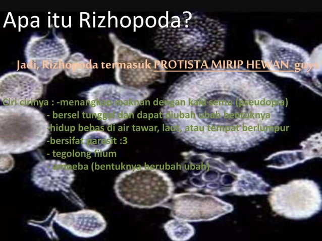 Xmia11 rhizopoda | PPTX