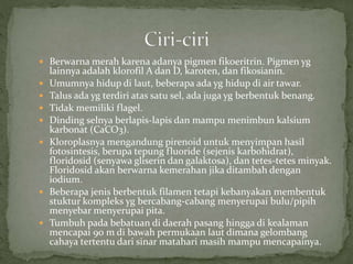 Xmia11 rhodophyta | PPT