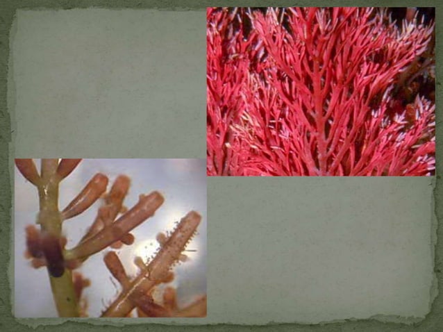 Xmia11 rhodophyta | PPT